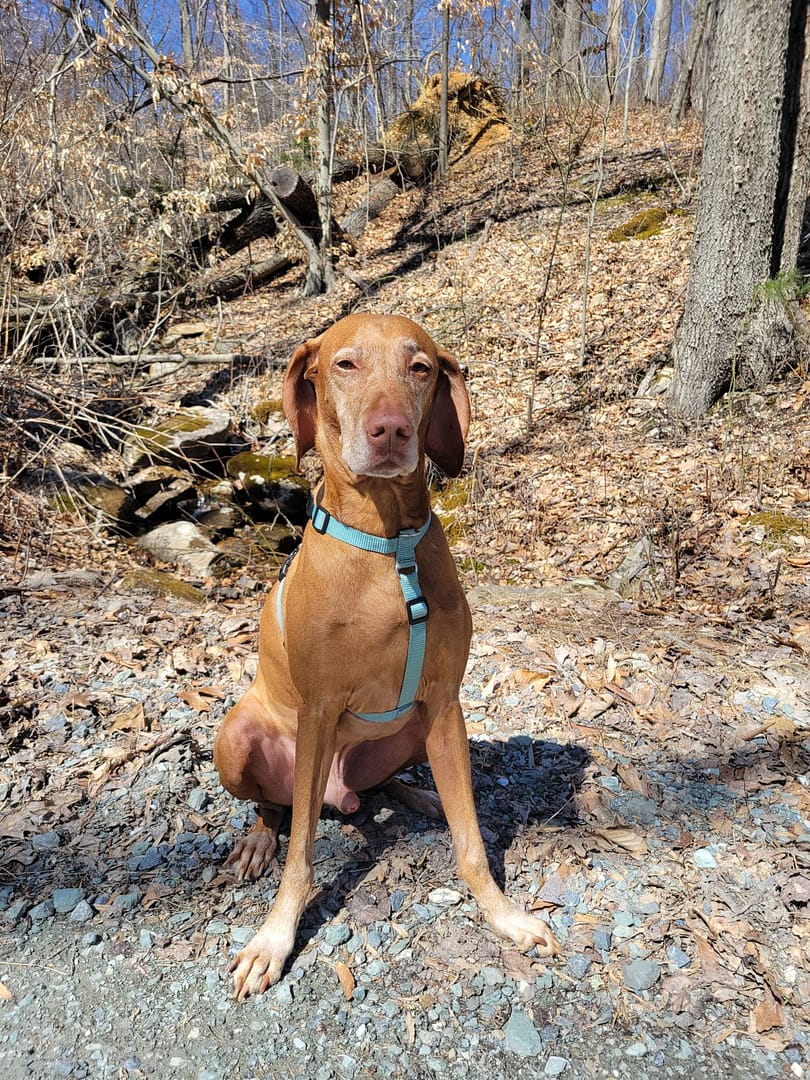 Sinclairs Pet Services – 484-809-2700